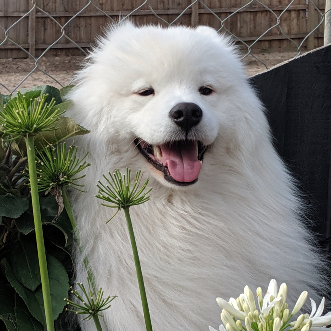 Special Treat For Your Pets – Heppi